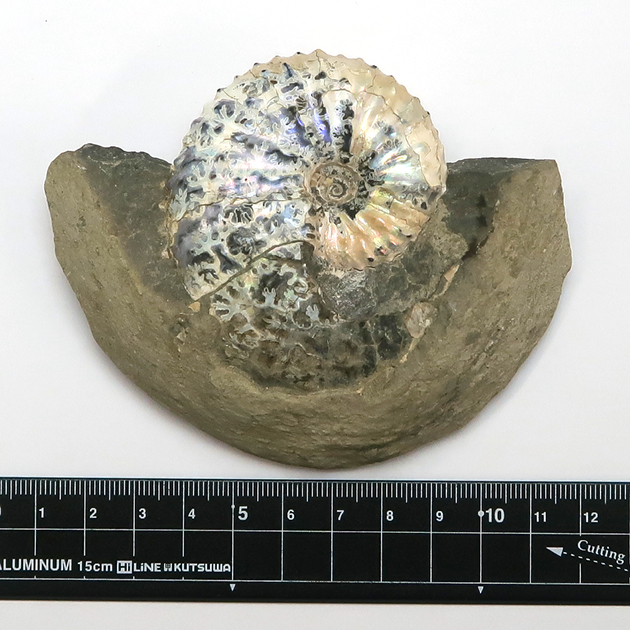 アンモナイト（Ammonite）｜化石販売・鉱物販売の東京サイエンス